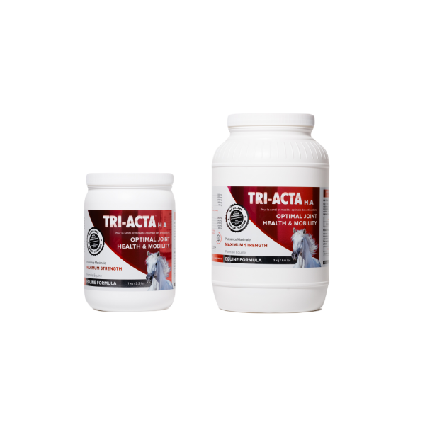 A Guide to SI Joint in Horses [Diagnosis, Prevention & Treatment ...