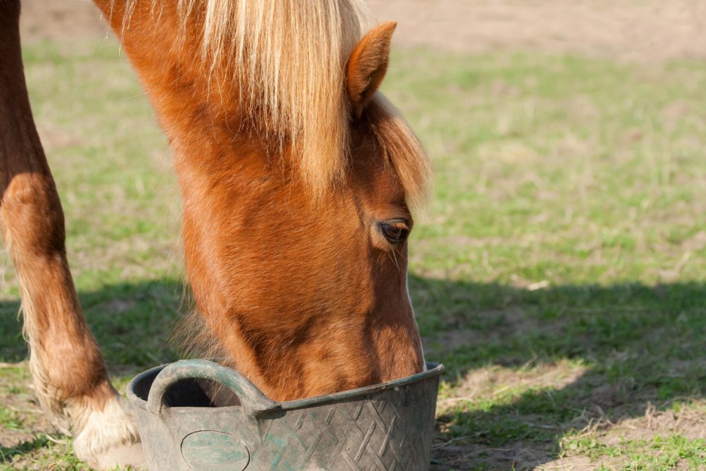 A Guide to SI Joint in Horses [Diagnosis, Prevention & Treatment ...
