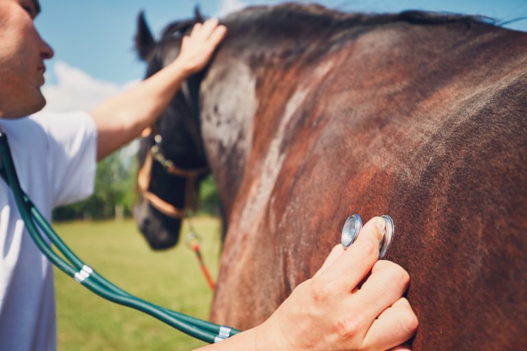 A Guide to SI Joint in Horses [Diagnosis, Prevention & Treatment ...
