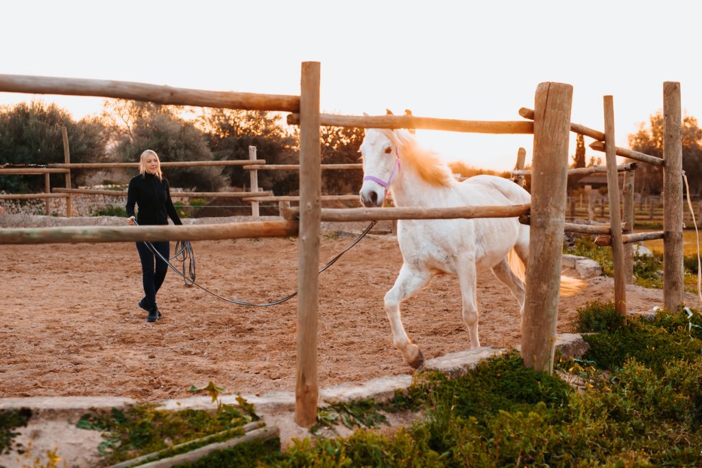 A Guide to SI Joint in Horses [Diagnosis, Prevention & Treatment ...