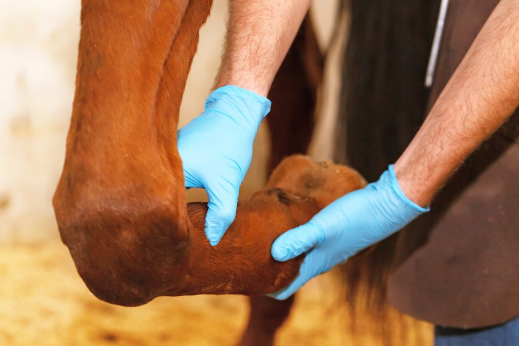 How to Maintain Superior Horse Health [A Guide] - Integricare Animal Health