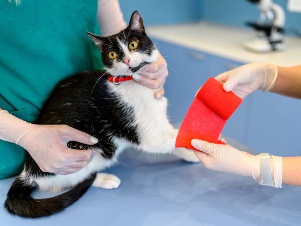 Swollen Cat Paw: Causes, Symptoms, Prevention and Treatment – Integricare