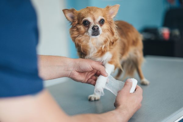 Joint Supplements To Help Luxating Patella In Dogs - Integricare Animal ...