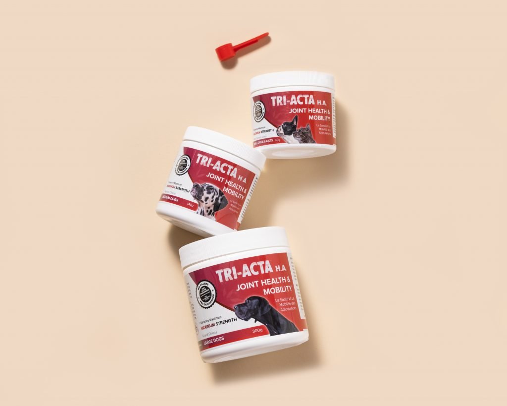 All Your Questions About Cat Joint Supplement Answered – Integricare